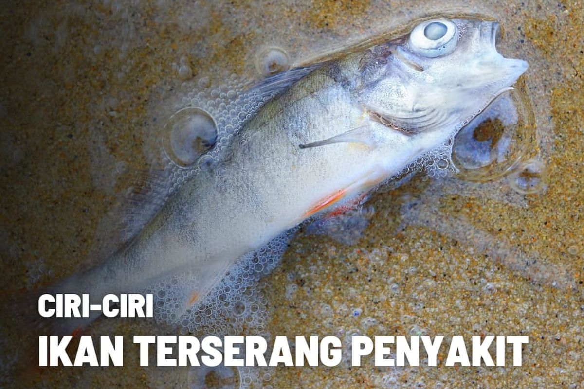 Mengetahui Ciri-ciri Ikan yang Terserang Penyakit