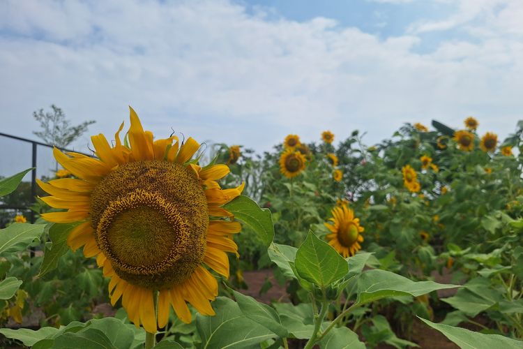 Ratusan Tangkai Bunga Matahari Bermekaran di Taman Rotanusa Rorotan