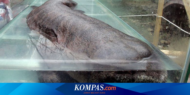 Sering Dijadikan Makanan, Salamander Raksasa China Terancam Punah