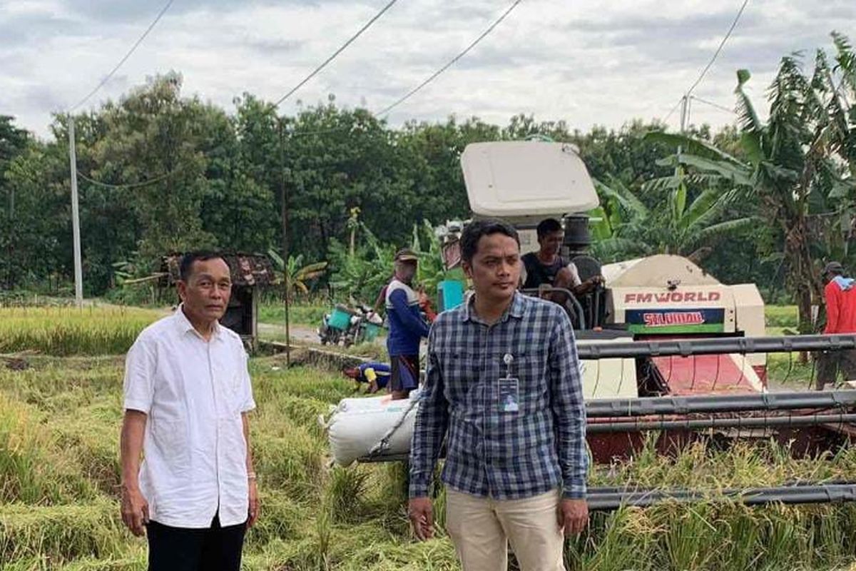 Serapan Gabah Bulog Surakarta Tembus 144,53 Persen Hingga Mei 2025, Sewa 6 Gudang Tambahan