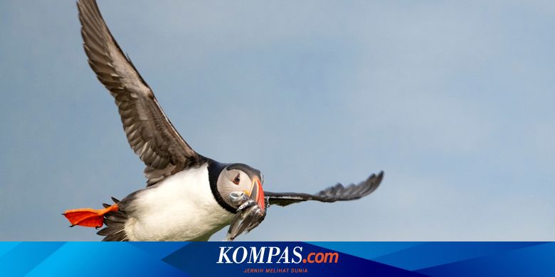 Ada 4 Jenis Burung Puffin di Dunia, Apa Saja?