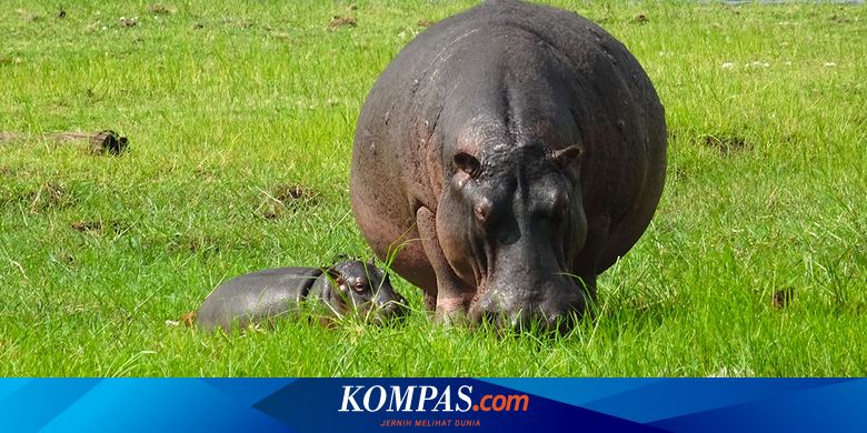 Bagaimana Kuda Nil Berkembang Biak?