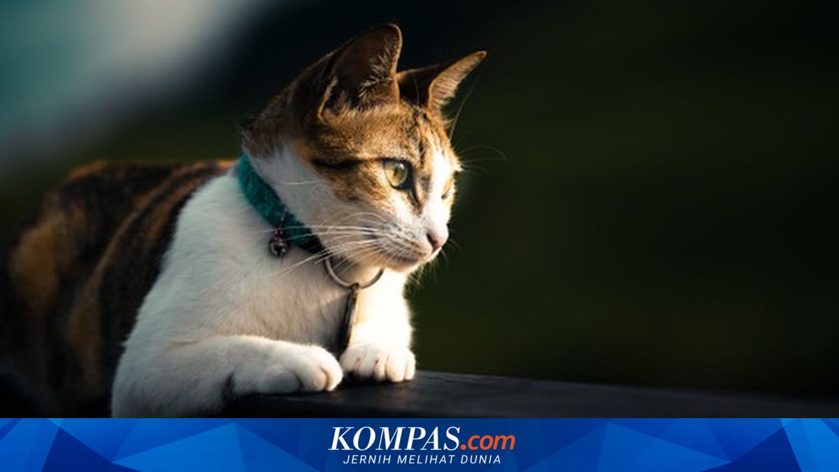 Berapa Lama Kucing Hidup? Inilah Fakta Umur Rata-rata Si Meong