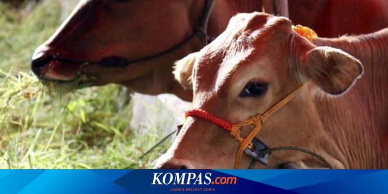 Di 2025, Akan Ada 1 Miliar Sapi yang Terkoneksi Internet