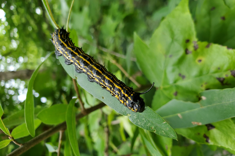 Foto : Ulat Deteksi Predator Lewat Listrik yang Diipancarkannya