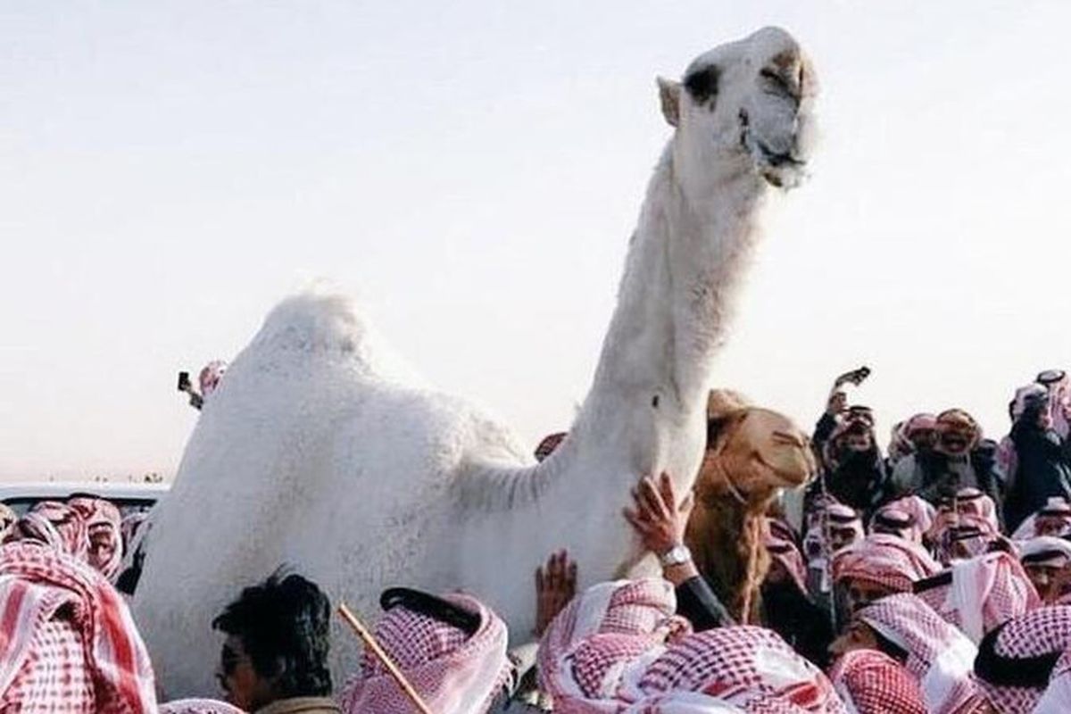 Unta Termahal di Arab Saudi Mati Usai Melahirkan