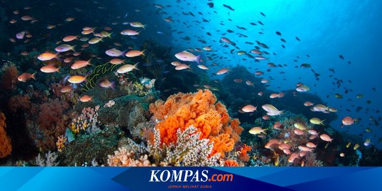 Mengapa Indonesia disebut Negara Maritim?