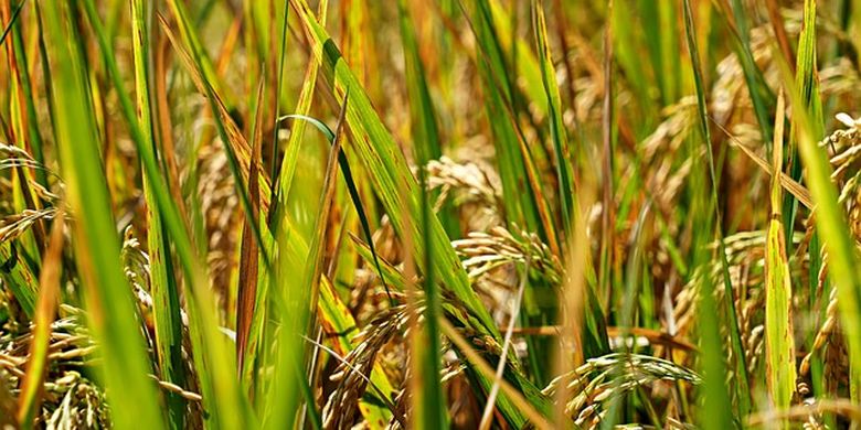 5 Jenis Penyakit Padi dan Gejala yang Ditimbulkan