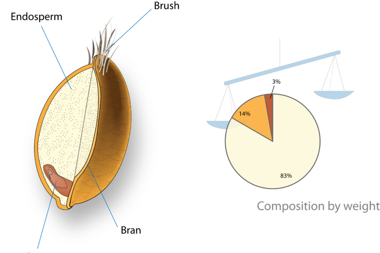 Fungsi Endosperm bagi Pertumbuhan Tanaman