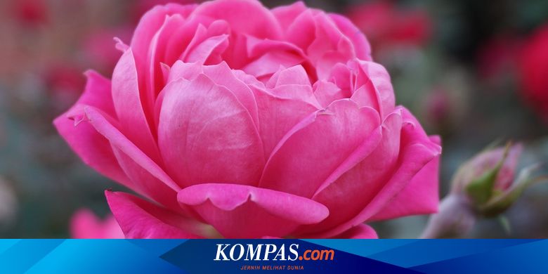 Tak Susah, Ini Tips Pemupukan Bunga Mawar agar Cepat Berbunga