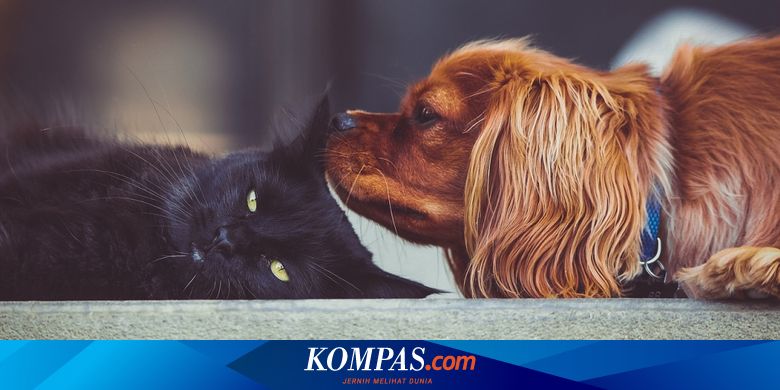 Ini Jenis-jenis Parasit di Kucing dan Anjing
