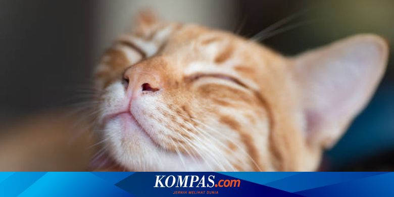 Alasan Kucing Peliharaan Merasa Senang Ketika Dagunya Digaruk
