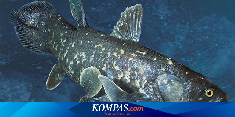 Temuan Fosil Hidup di Perairan California: Coelacanth, Legenda Purba