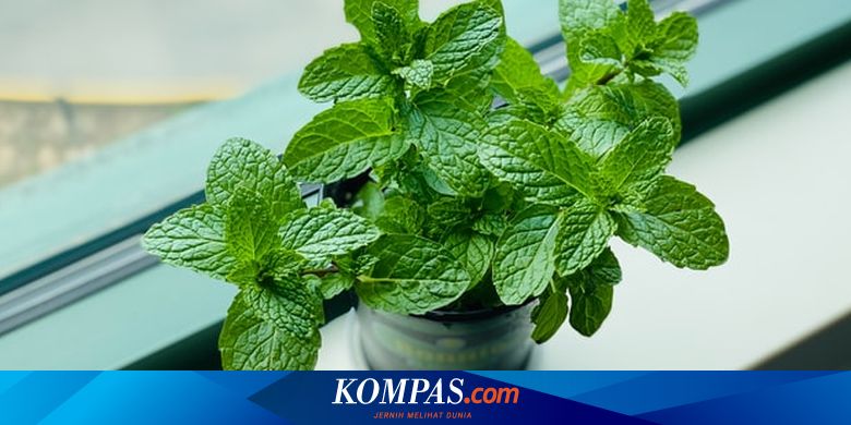 Daun Tanaman Rontok? Ini Sederet Penyebabnya