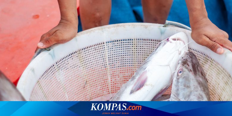 4 Cara Olah Ikan Segar Sebelum Dimasak, Bisa Simpan di Freezer Dulu