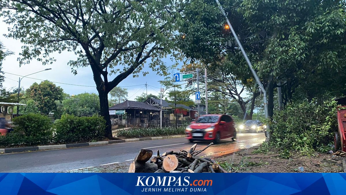 Hujan Deras, Pohon di Juanda Depok Tumbang dan Menimpa Tiang Listrik