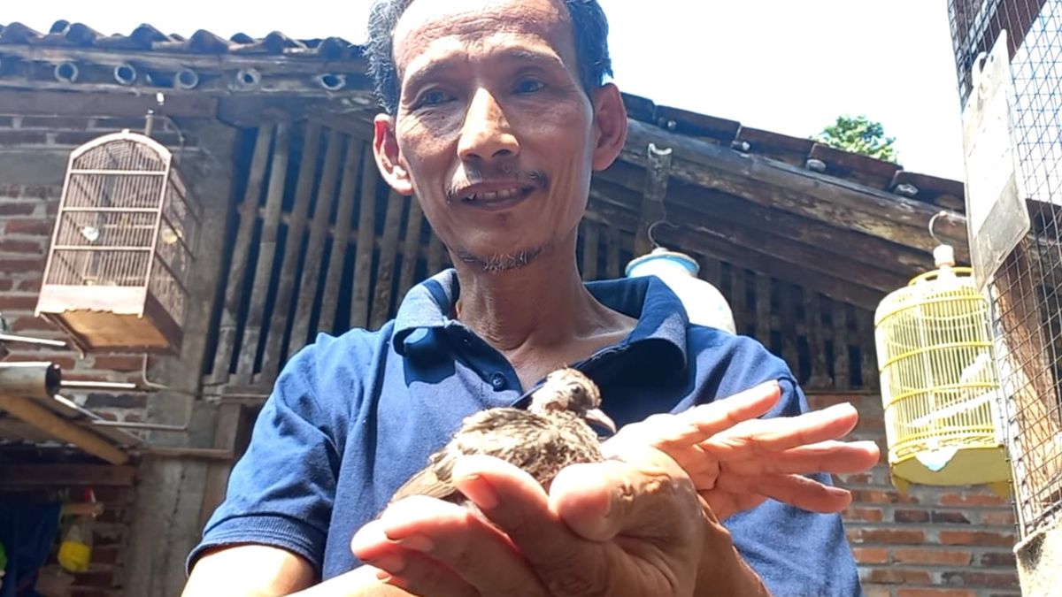 Kisah Hadi Suwignyo, Guru di Purworejo Sukses Budiyakan Burung Perkutut ...