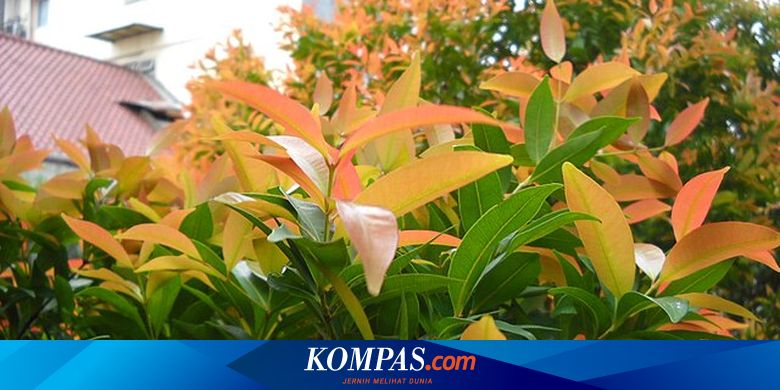5 Manfaat Daun Pucuk Merah yang Jarang Diketahui dan Cara Mengolahnya