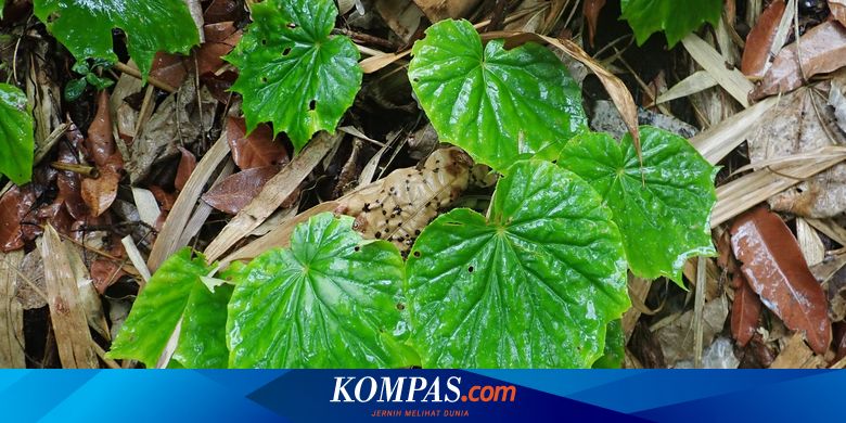 3 Tanaman Begonia Baru Endemik Sulawesi, Ada yang Spesies Langka di Asia