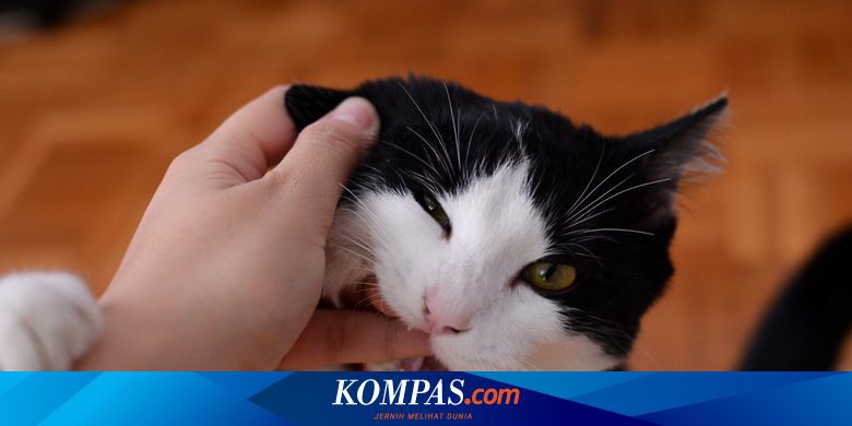 Seorang Pria di Inggris Digigit Kucing Liar dan Terinfeksi Bakteri ...