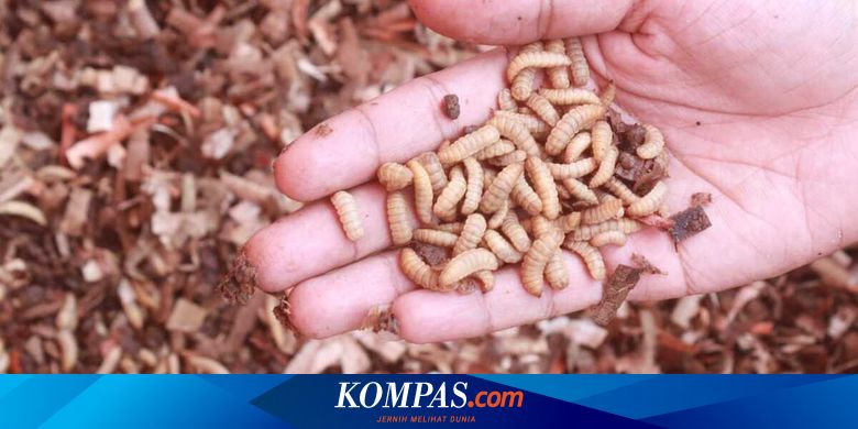 Cara Mudah Budidaya Maggot di Rumah bagi Pemula, Tanpa Bau dan Hasilkan ...