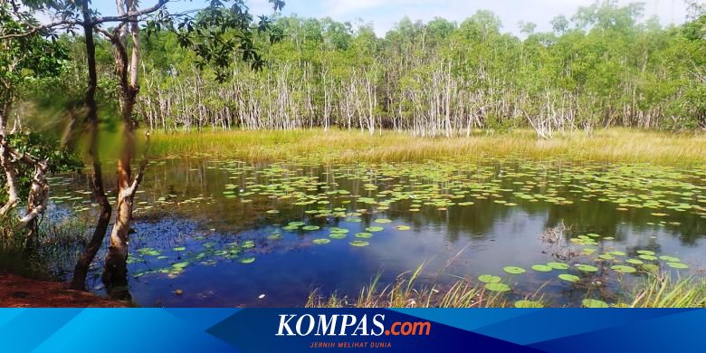 Trans-Papua Permudah Akses ke Taman Nasional Wasur, Ini Spot Wisatanya