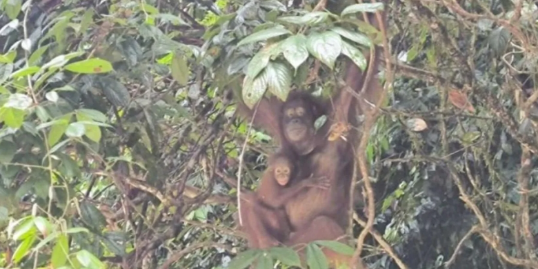 Dua Orang Utan Tumbuh Sehat di Kalbar, KHLK: Angin Segar Konservasi