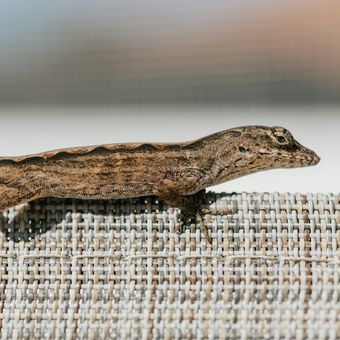 4 Hal yang Perlu Diketahui Sebelum Memelihara Tokek di Rumah