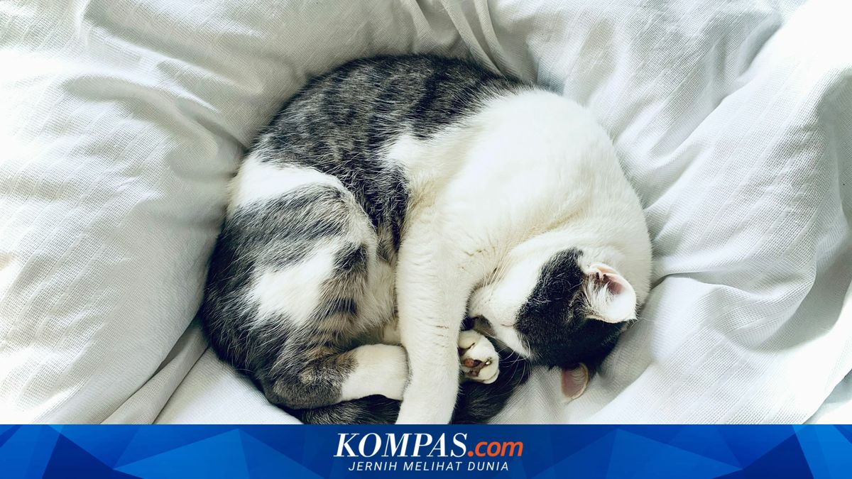 Anggapan Pelihara Kucing Sebabkan Mandul, Dosen IPB Jelaskan Fakta ...