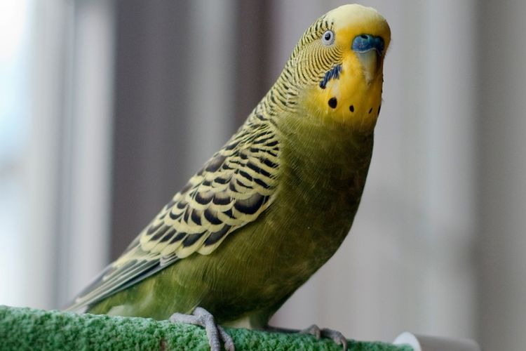 Jangan Asal, Ini 5 Cara Mengetahui Jenis Kelamin Burung Parkit