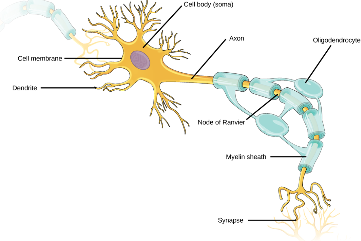 Nodus Ranvier: Pengertian dan Fungsinya