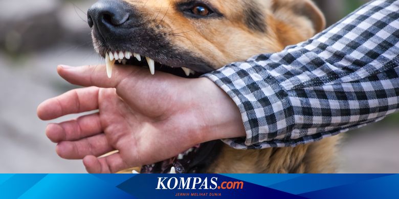 Rabies: Penyebab, Gejala, Cara Mencegah dan Mengatasinya