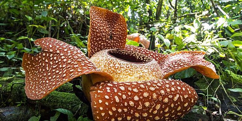 Ciri Khusus Bunga Raflesia