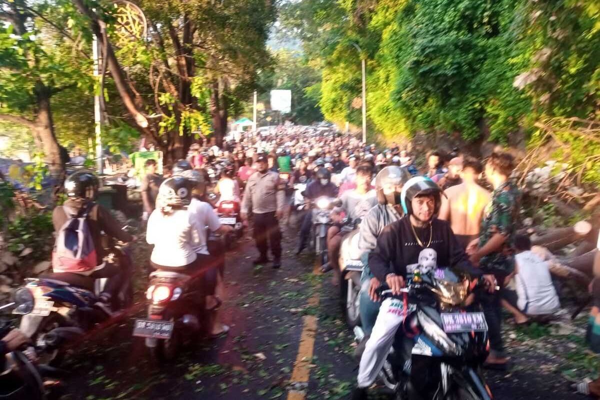 Pohon Tumbang di Jalan Raya Senggigi Lombok Barat, Lalu Lintas Sempat Macet