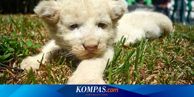 Lucunya Adovo, Bayi Singa Putih Langka yang Lahir di Pasuruan