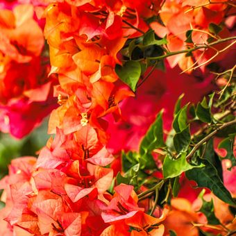 Cara Menanam dan Merawat Bunga Kertas atau Bugenvil agar Rajin Mekar