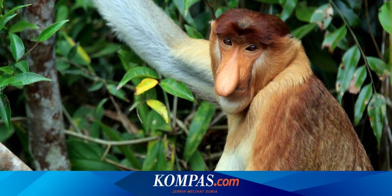 Pulau Kaget, Habitat Alami Bekantan di Tengah Sungai Barito