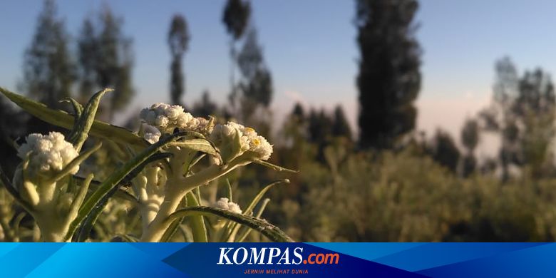 Bunga Edelweis di Gunung Tak Boleh Dipetik, Apa Alasannya?
