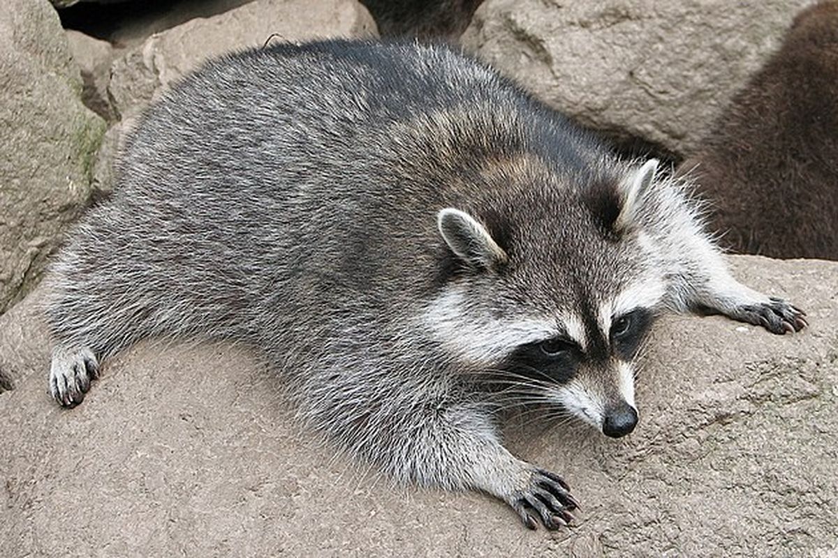 Aksi Nyeleneh Rakun Bobol Toko Minuman Keras dan Ditemukan Mabuk Berat