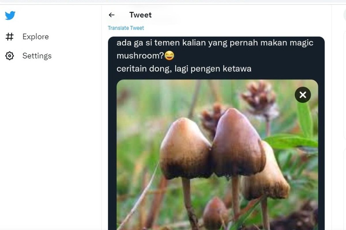 Mengenal "Magic Mushroom", Jamur Penyebab Halusinasi yang Masuk dalam ...
