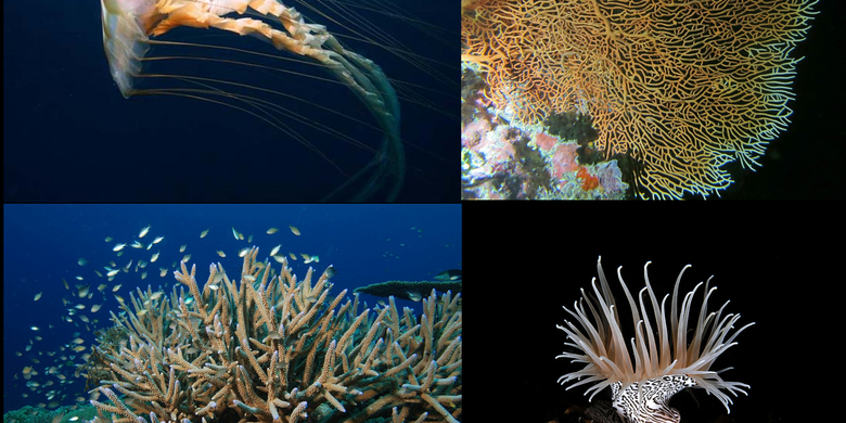 Ciri-ciri dan Klasifikasi Filum Coelenterata