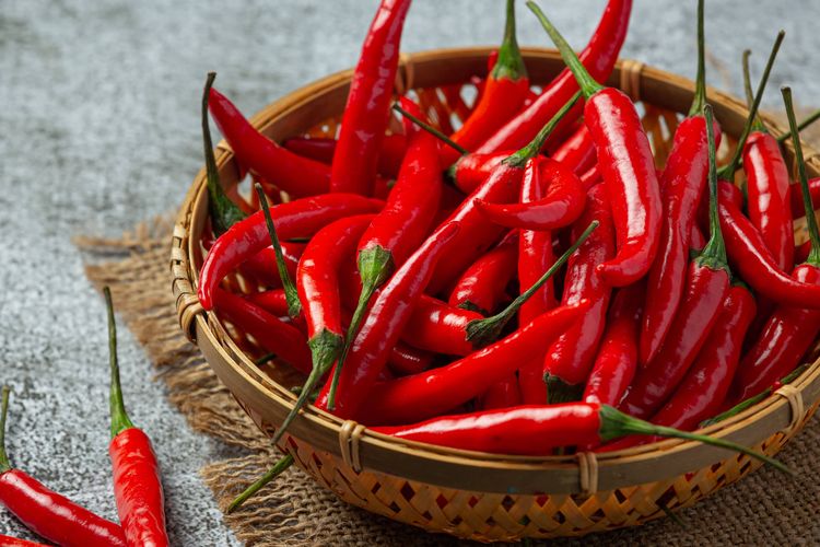 Cara Menanam Cabai Merah Besar, Bisa Panen Berulang Kali