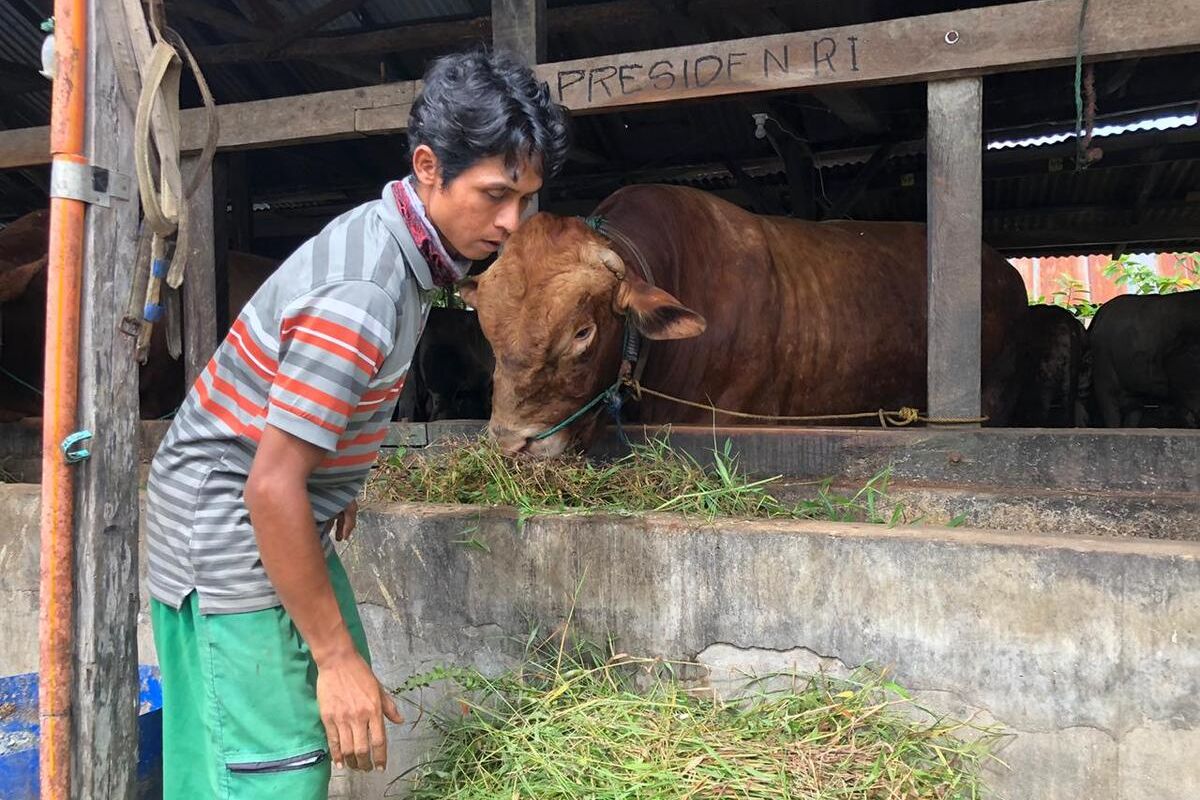 Simental dan Limosin, 2 Jenis Sapi yang Akan Dipilih Jokowi untuk Kurban