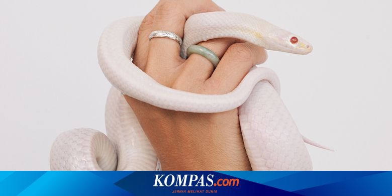 Ular Merayap di Pesawat, Pramugari Mencoba Menangkap