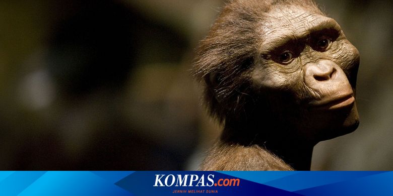 Ahli Jelaskan Mengapa Tidak Semua Primata Berevolusi Jadi Manusia
