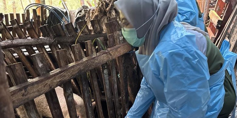 Berita Terkini Harian Virus African Swine Fever Terbaru Hari Ini ...