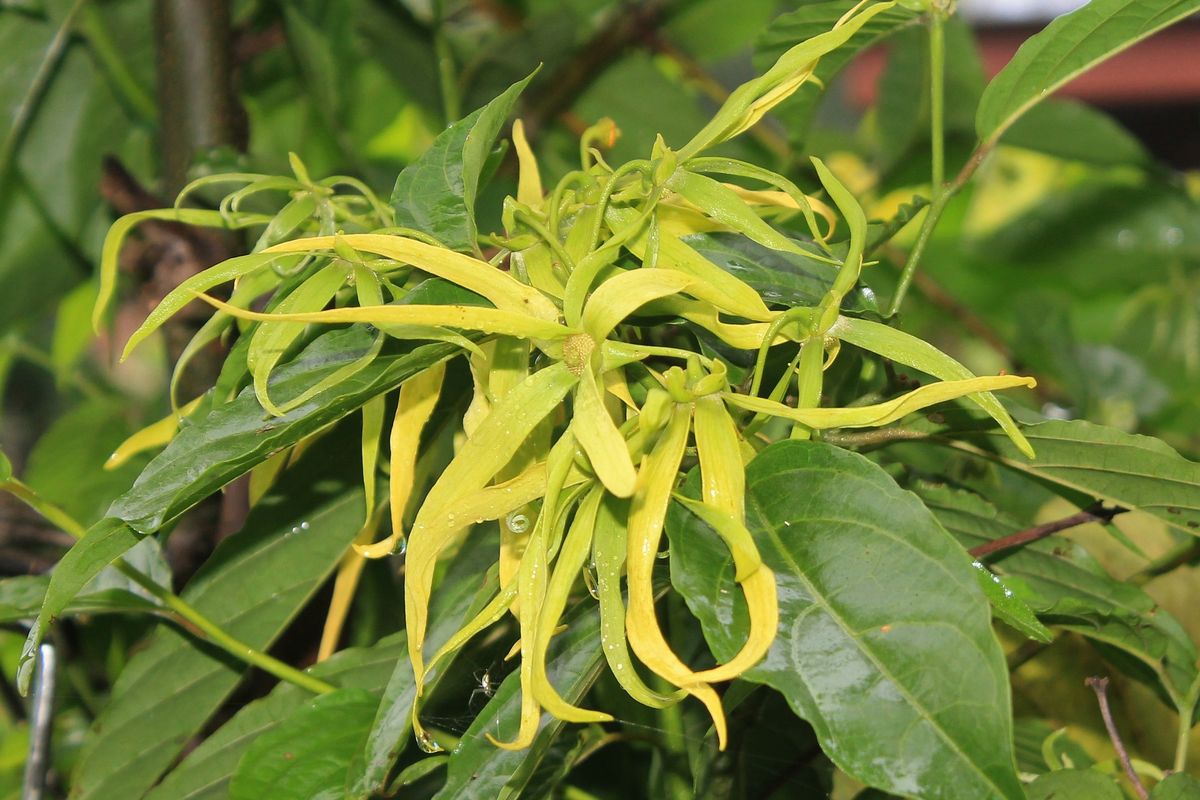 Tips Menanam dan Merawat Bunga Kenanga Atau Ylang Ylang