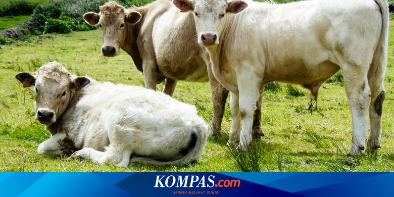 3.200 Sapi Impor dari Australia Tiba di Indonesia Hari Ini