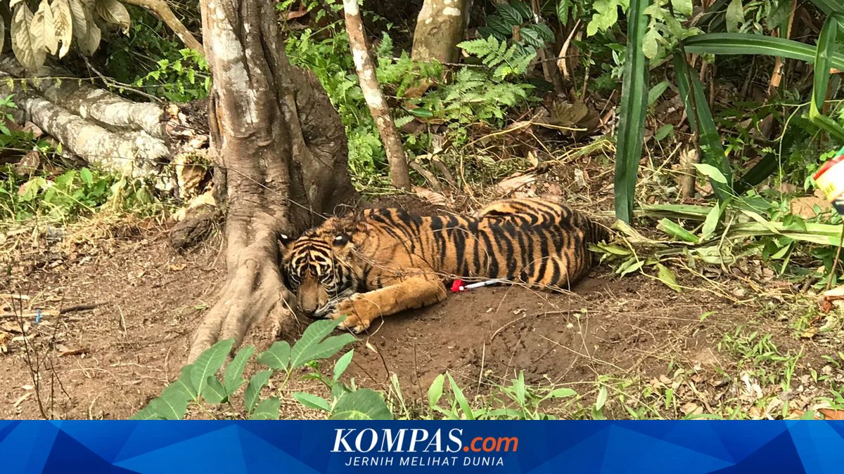 Dua Harimau Masih Berkeliaran, Warga Pasaman Dilarang ke Kebun ...