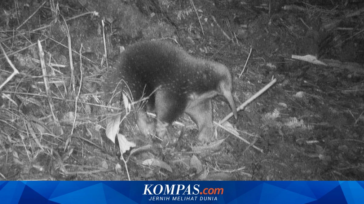 Sempat Dikira Punah, Hewan Purba Ini Kembali Ditemukan di Papua